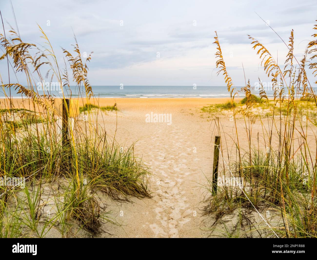 Sea Oats in sand dunes on St Augustine Beach, Atlanta Ocean, FL Stock ...