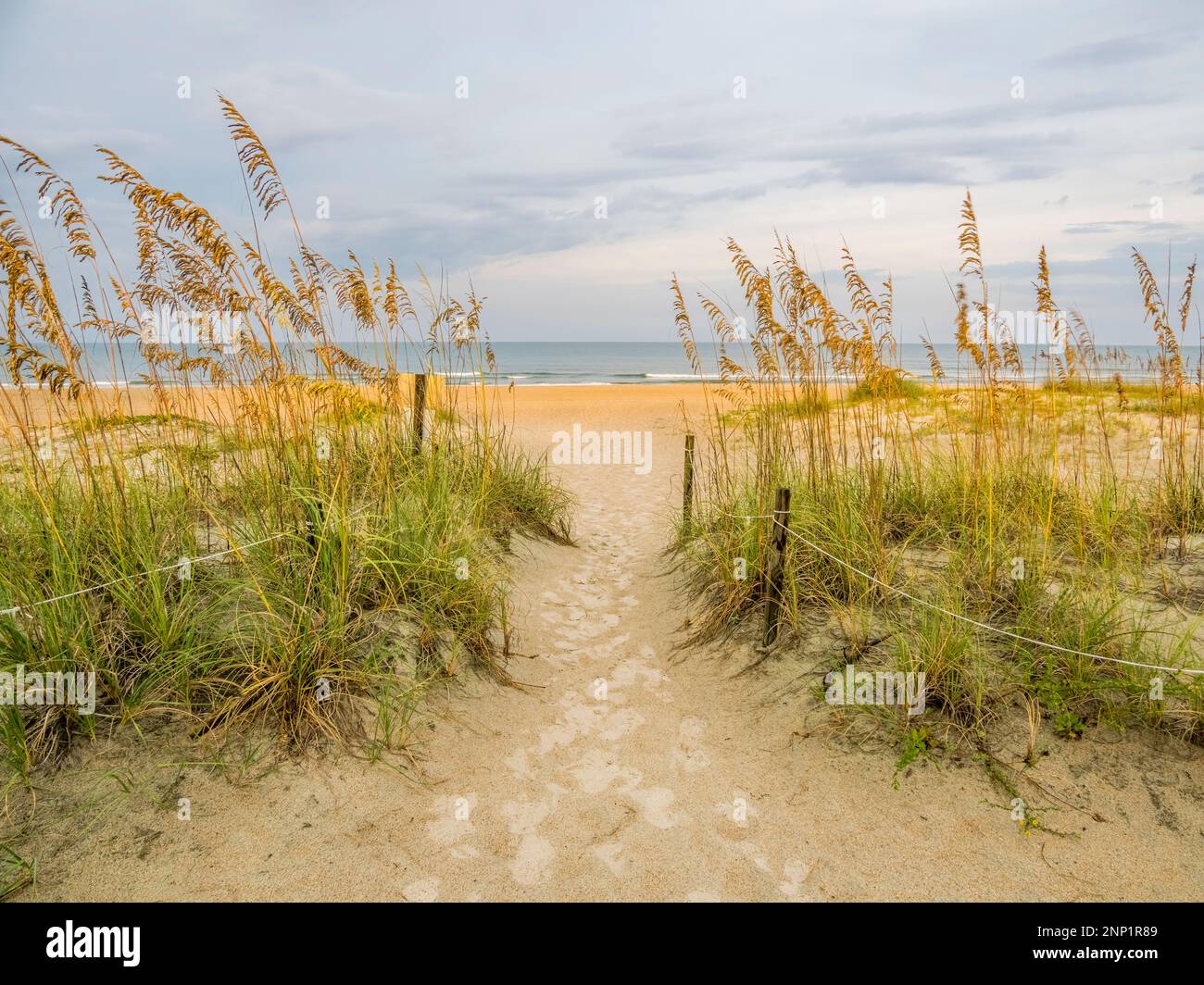 Sea oats on beach, Saint Augustine Beach, Florida, USA Stock Photo - Alamy