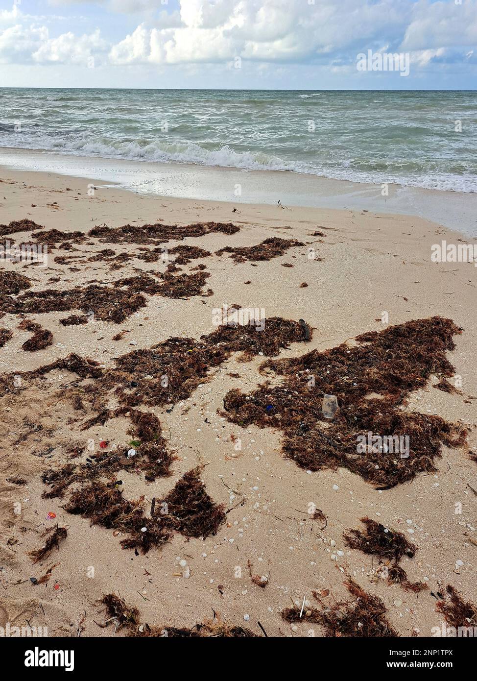 Sargassum on the shore of the beach, a type of seaweed in the Caribbean ...