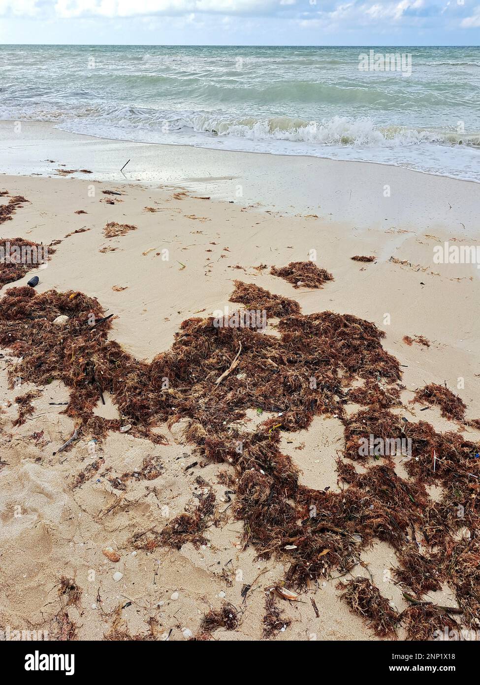 Sargassum on the shore of the beach, a type of seaweed in the Caribbean ...