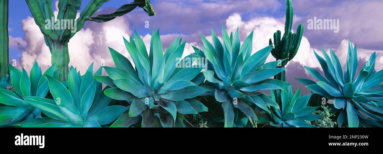 Agave (Agave havardiana) plant in desert and Chisos mountains in ...