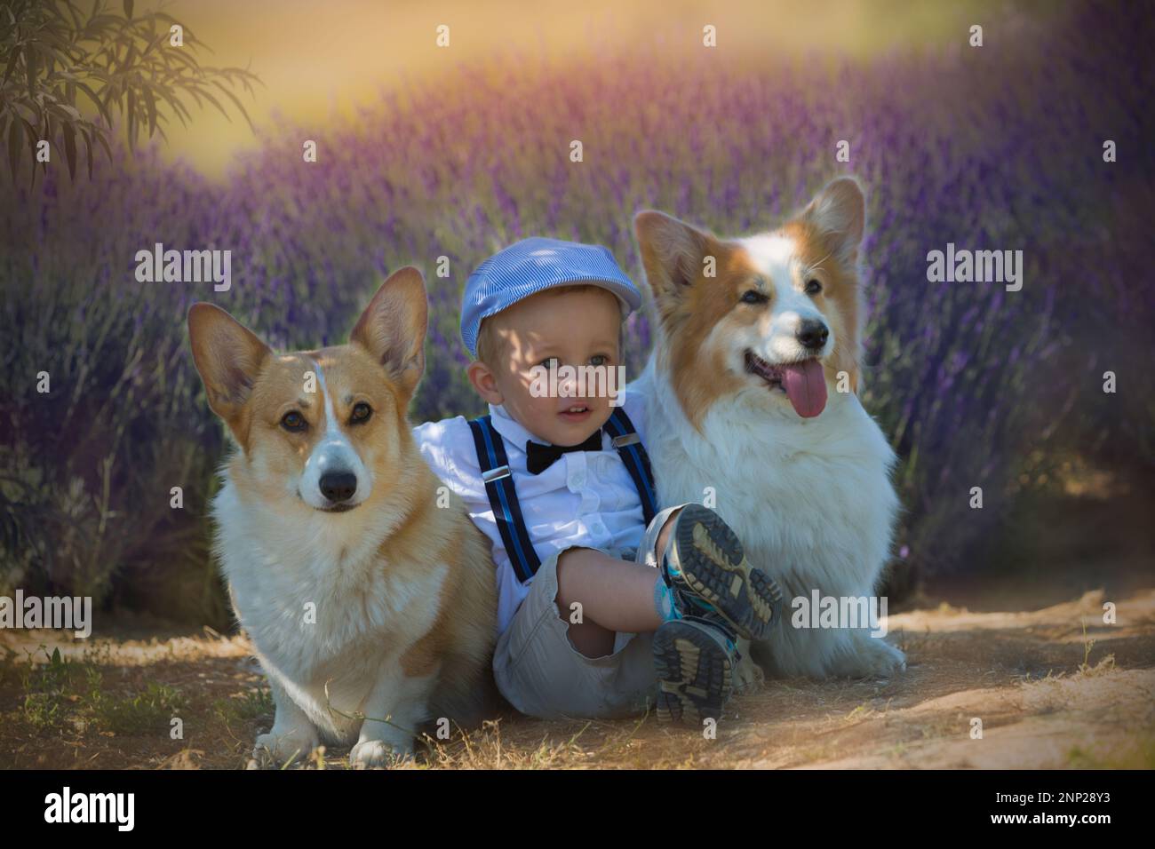 A little boy dressed elegantly sits with two Welsh Corgi Pembroke dogs ...