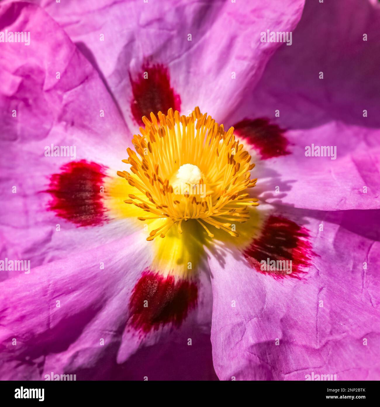 Pink rockrose in the garden, cistus purpureus, yellow heart of the ...