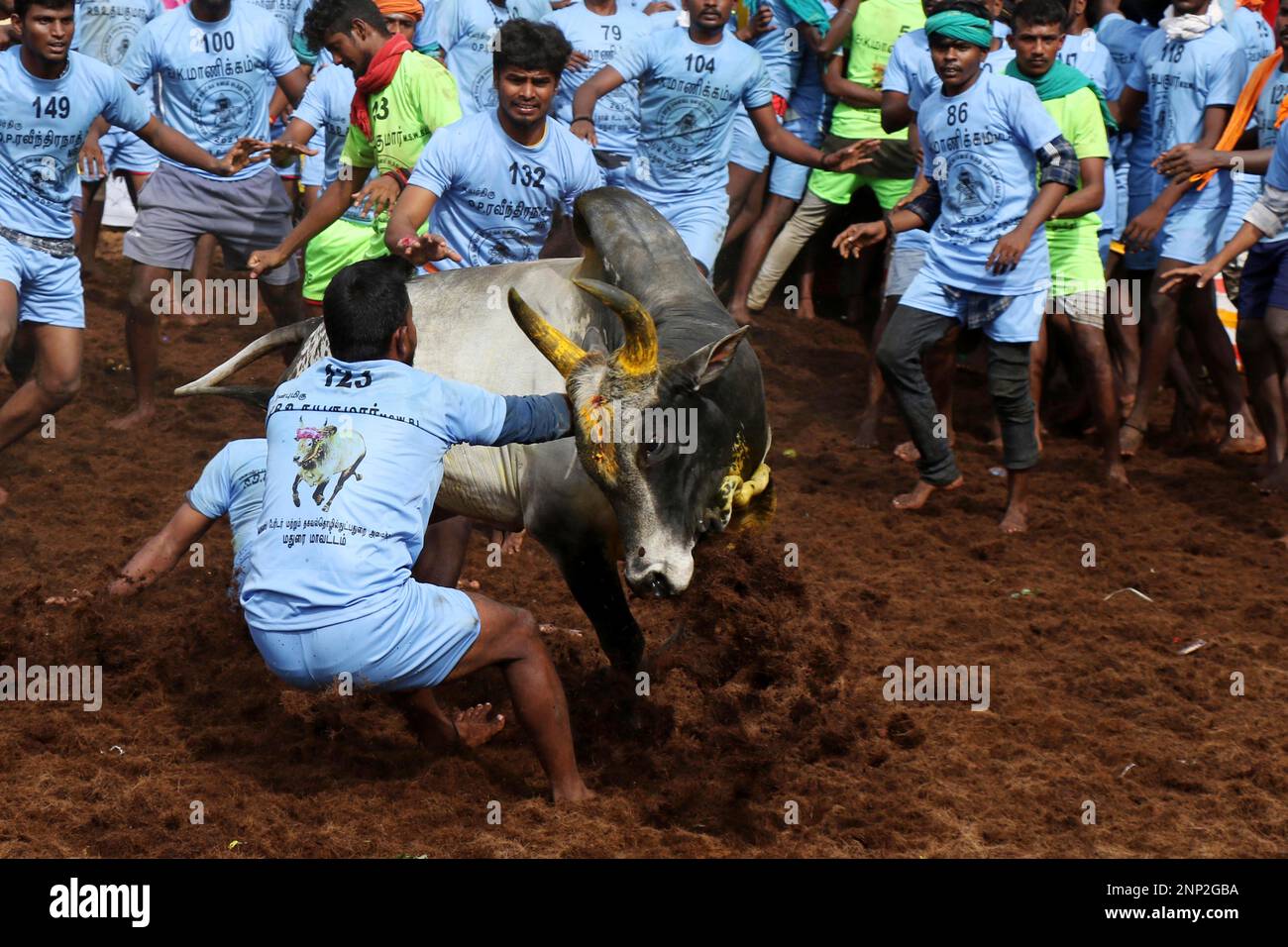 Villagers try to tame a bull during a traditional bull-taming festival ...