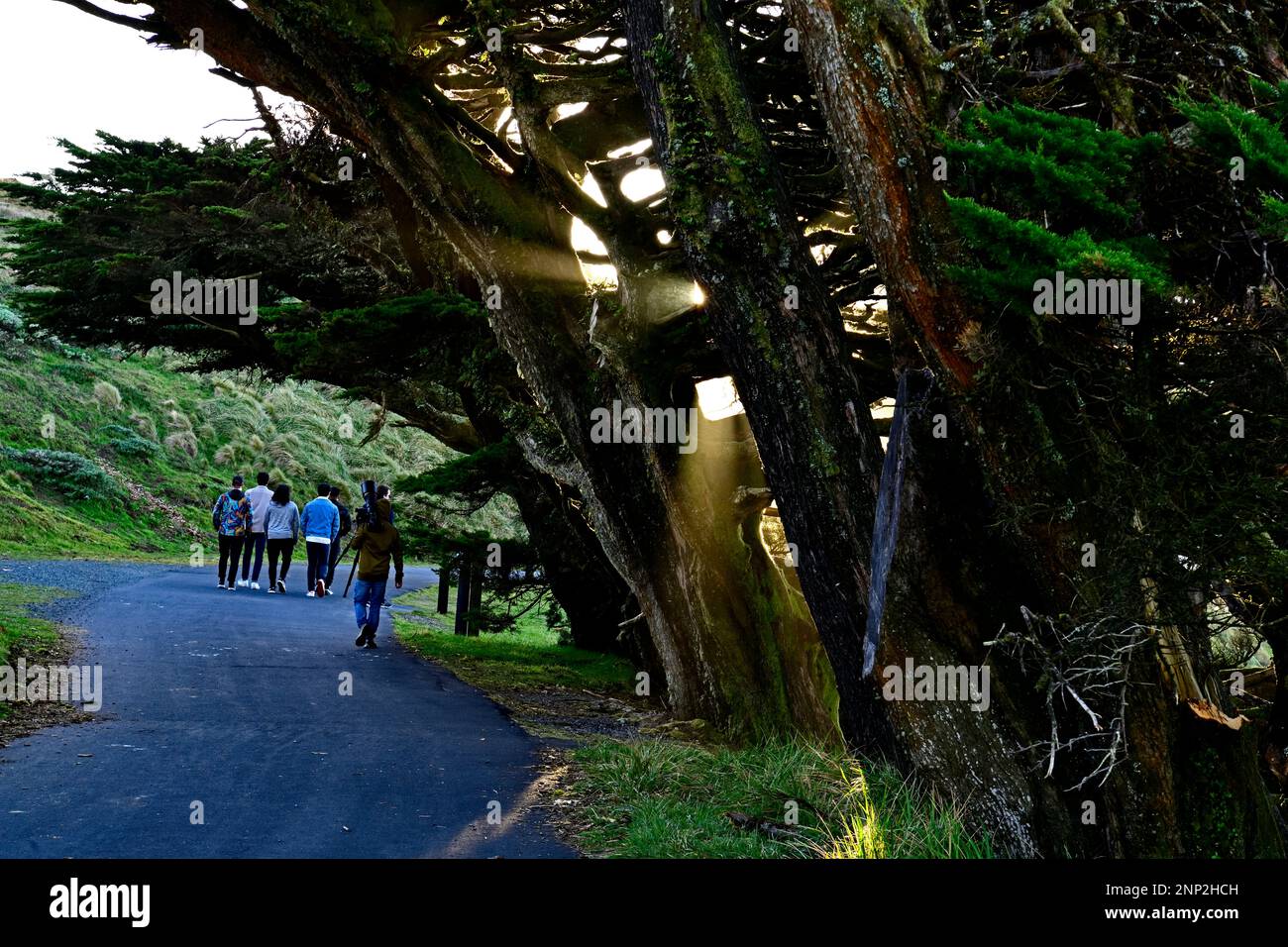 Rays of Light Peeking Through the Wood Stock Photo - Alamy