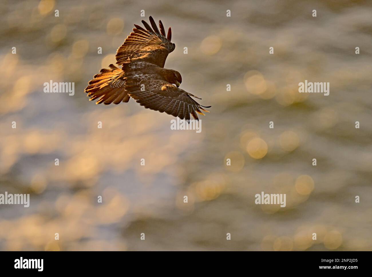 Red-Tailed Hawk Hovering - Buteo jamaicensis Stock Photo - Alamy