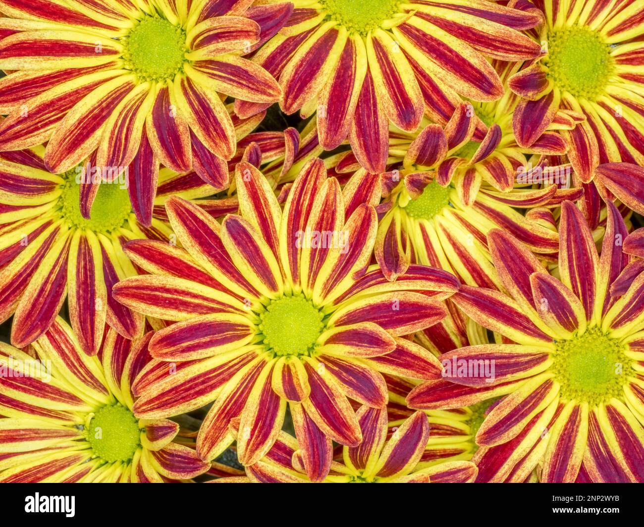 Pelee mums hi-res stock photography and images - Alamy