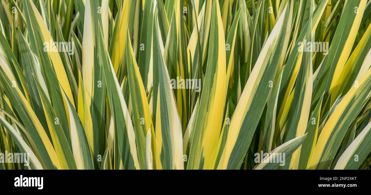Leaves of Adams Needle Yucca plant, Spanish bayonet, Bear-grass, Silk ...