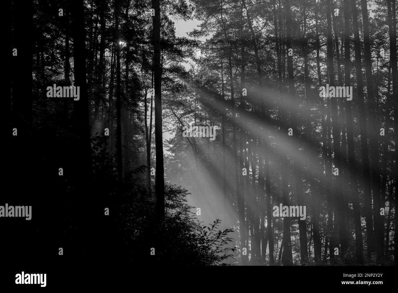 Beautiful morning sun rays illuminating the forest road. Poland Stock ...