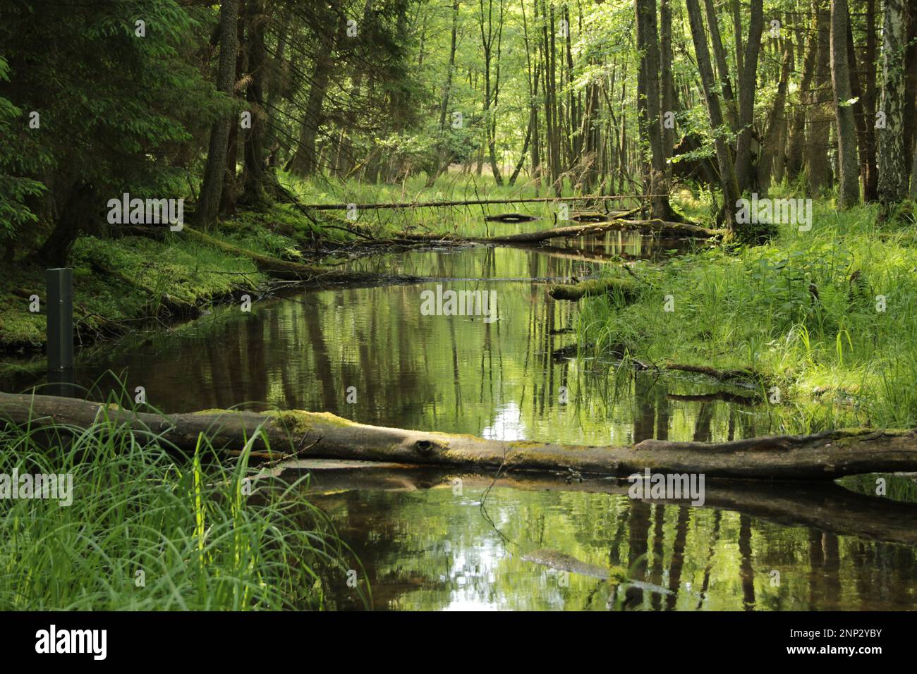 Magical summer swamp deep in the forest with trees creating tunnel ...