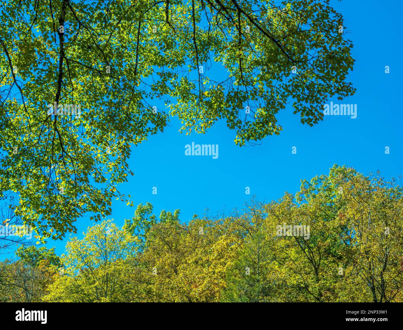 Babcock state park in hi-res stock photography and images - Alamy