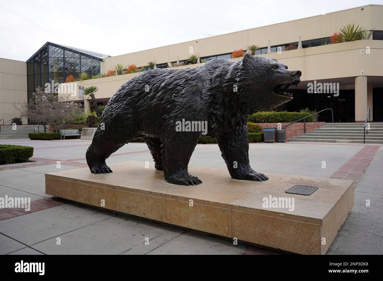 The Bruin statue on the campus of UCLA, Saturday, Jan. 2, 2021, in Los ...
