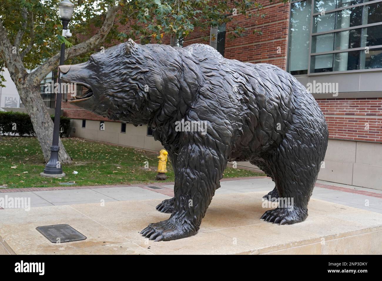 The Bruin statue on the campus of UCLA, Saturday, Jan. 2, 2021, in Los ...