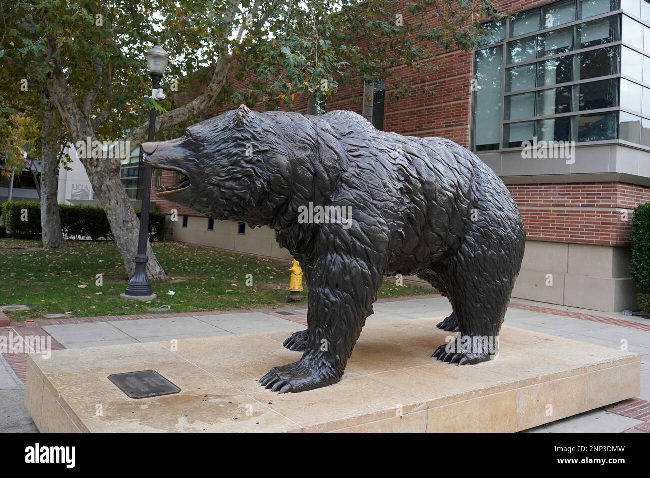 The Bruin statue on the campus of UCLA, Saturday, Jan. 2, 2021, in Los ...