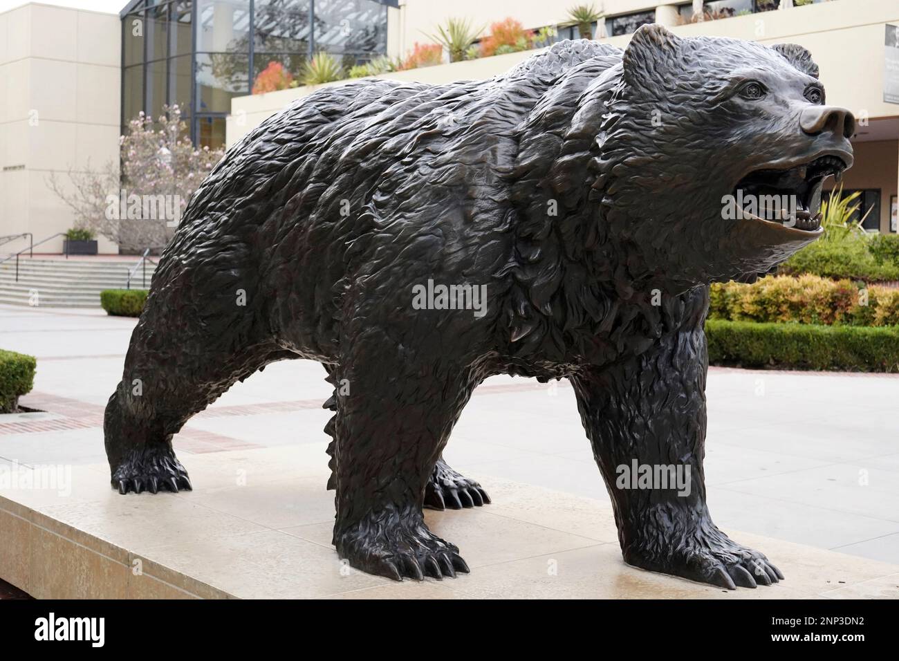 The Bruin statue on the campus of UCLA, Saturday, Jan. 2, 2021, in Los ...