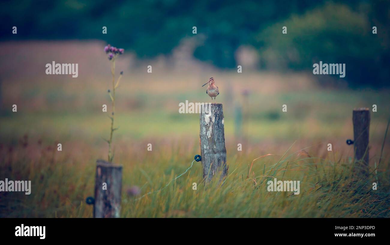The Common Snipe Gallinago looking for food in the meadow and flies and ...