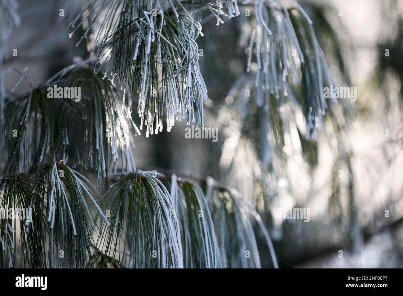 rime frost clings to pine needles on an evergreen in Fontana County ...