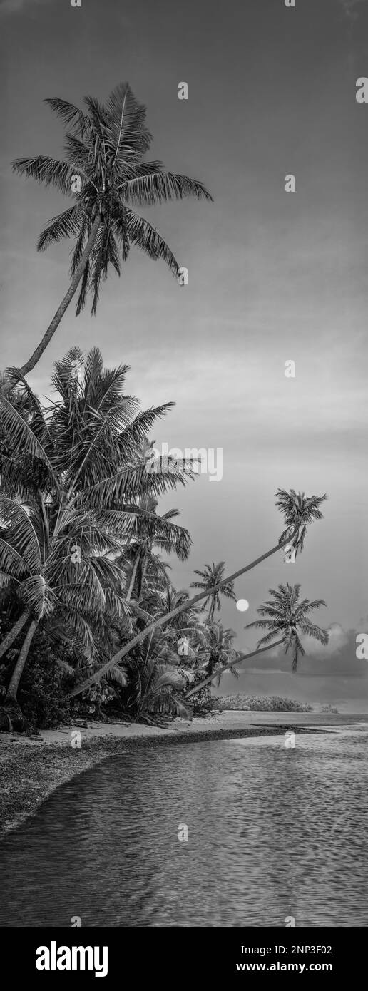 View Of Beach And Palm Trees Aitutaki Lagoon Aitutaki Cook Islands