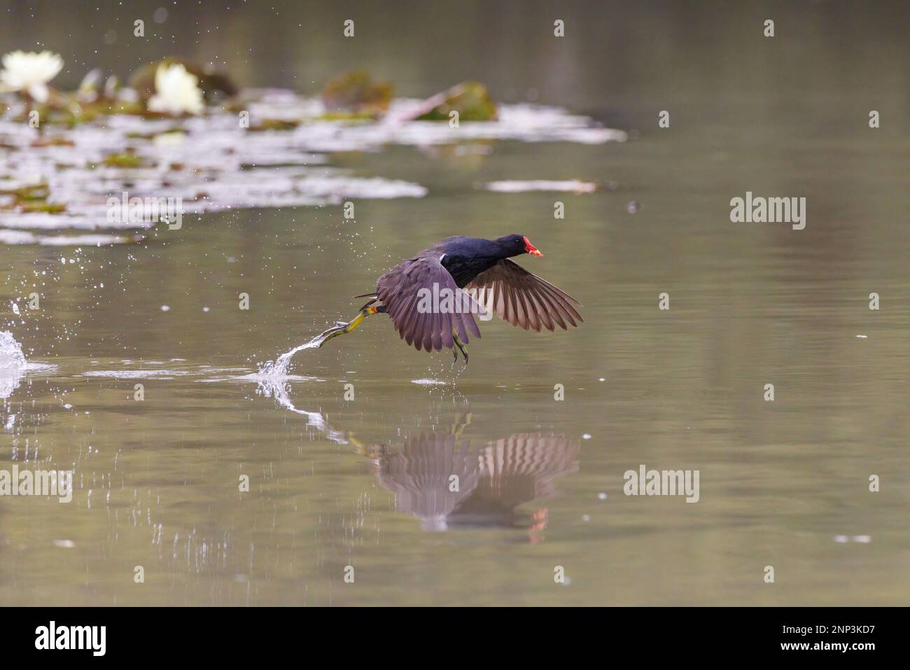 Moorhen [ Gallinula chloropus ] running across fishing lake with ...