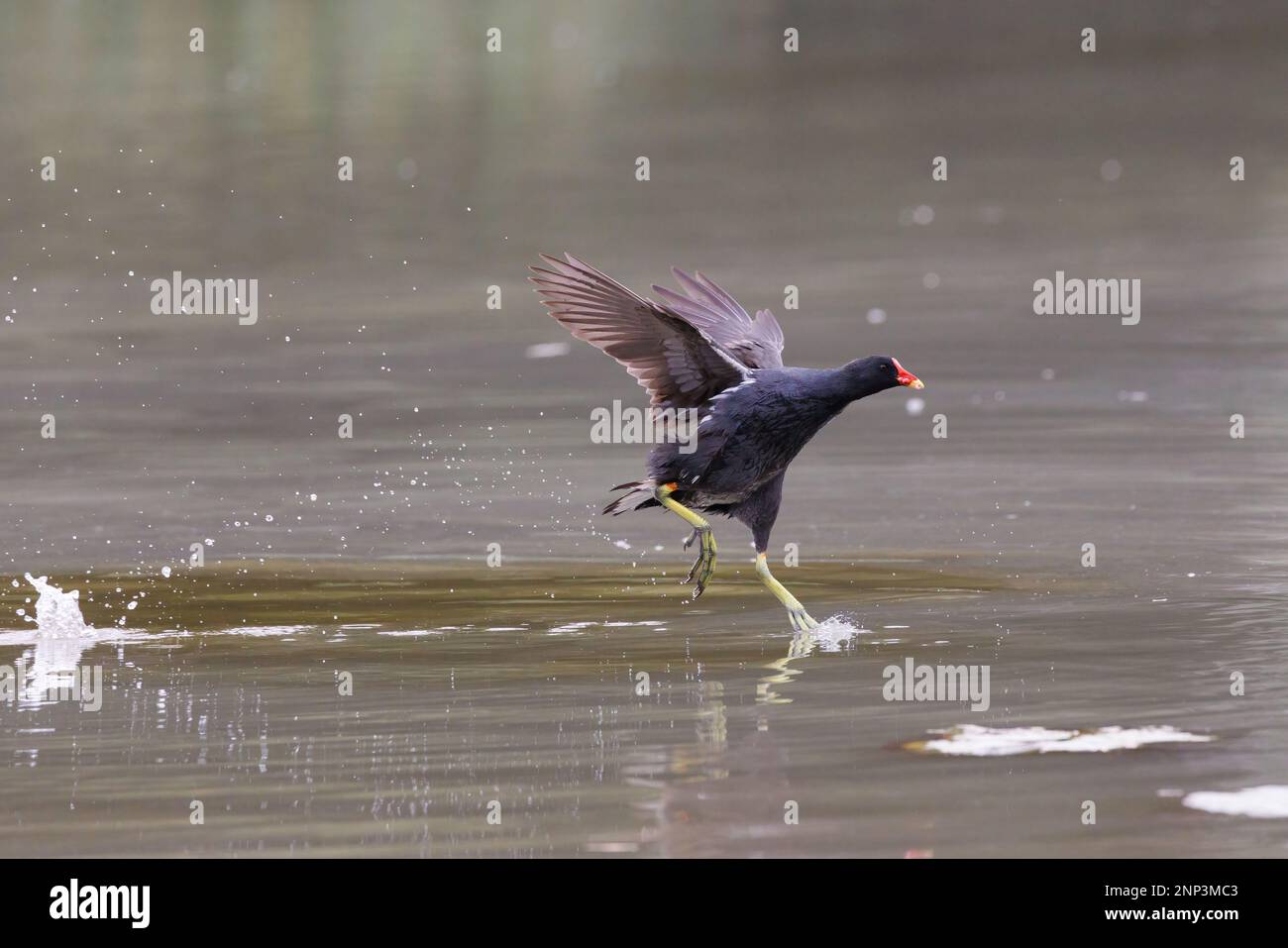 Moorhen [ Gallinula chloropus ] running across fishing lake with ...