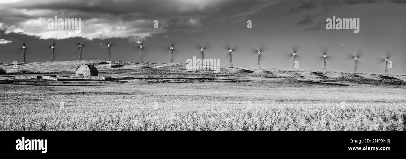Wind farm, canola field, Alberta, Canada Stock Photo - Alamy