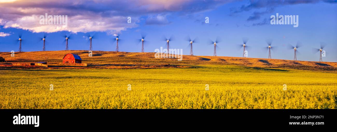 Wind farm, canola field, Alberta, Canada Stock Photo - Alamy