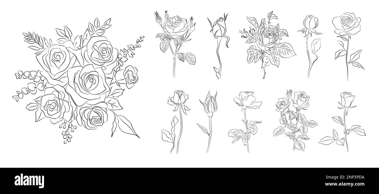 Rose flowers line art vector illustration set Stock Vector Image & Art ...