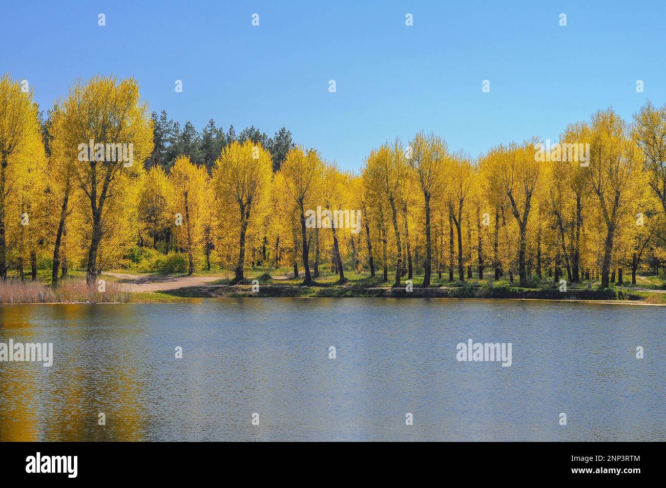 Spring landscape, yellow willows on the shore of the lake and blue sky ...