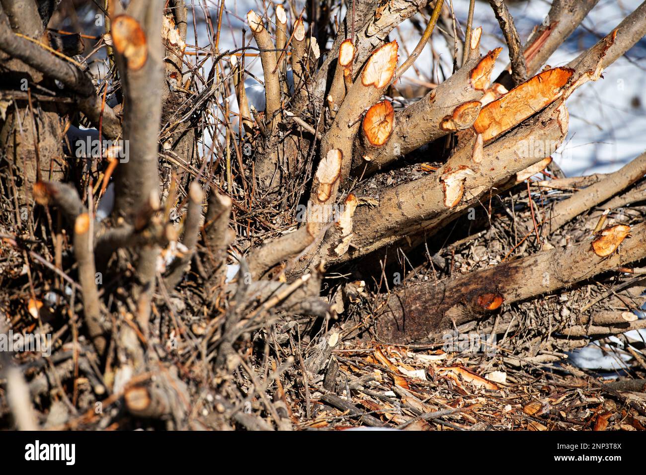 Beaver activity can be seen throughout Northstar Nature Preserve where ...