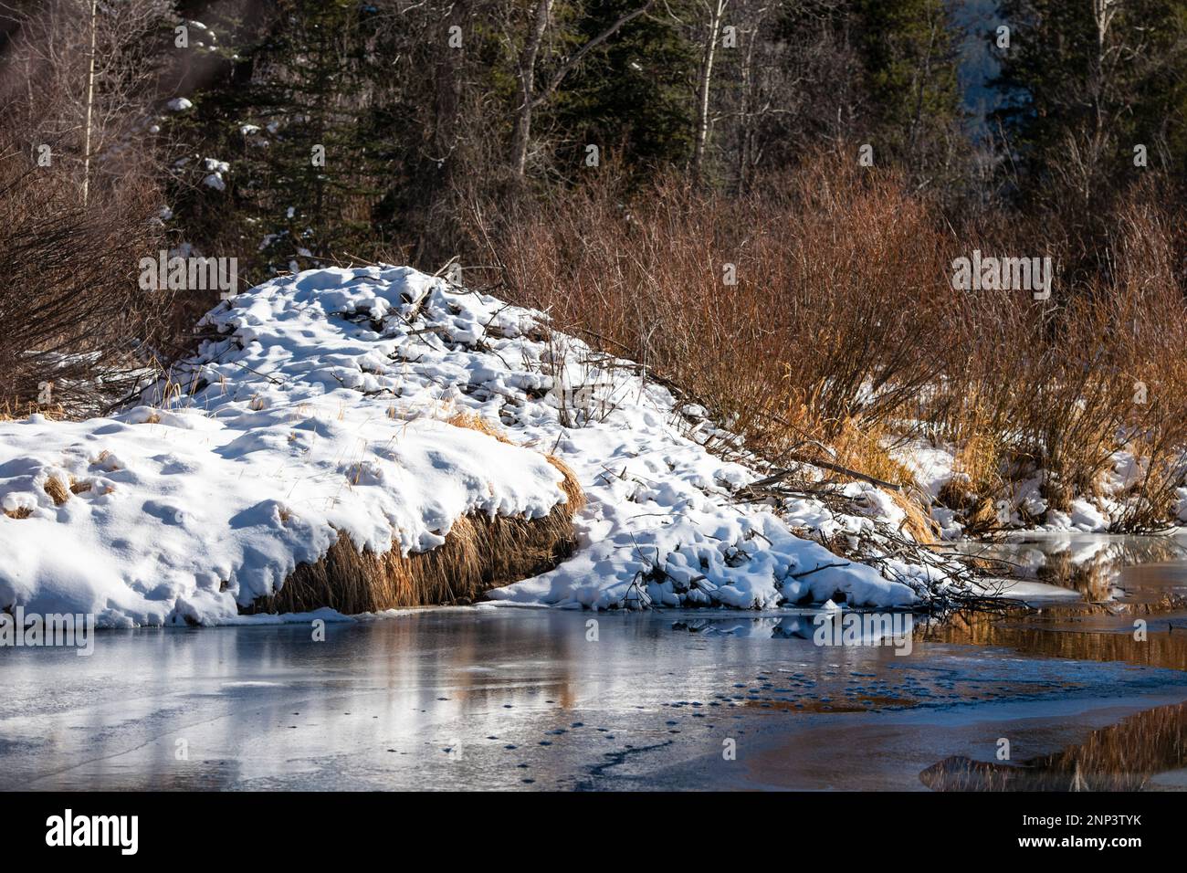 A beaver lodge protrudes into the Roaring Fork River in the Northstar ...