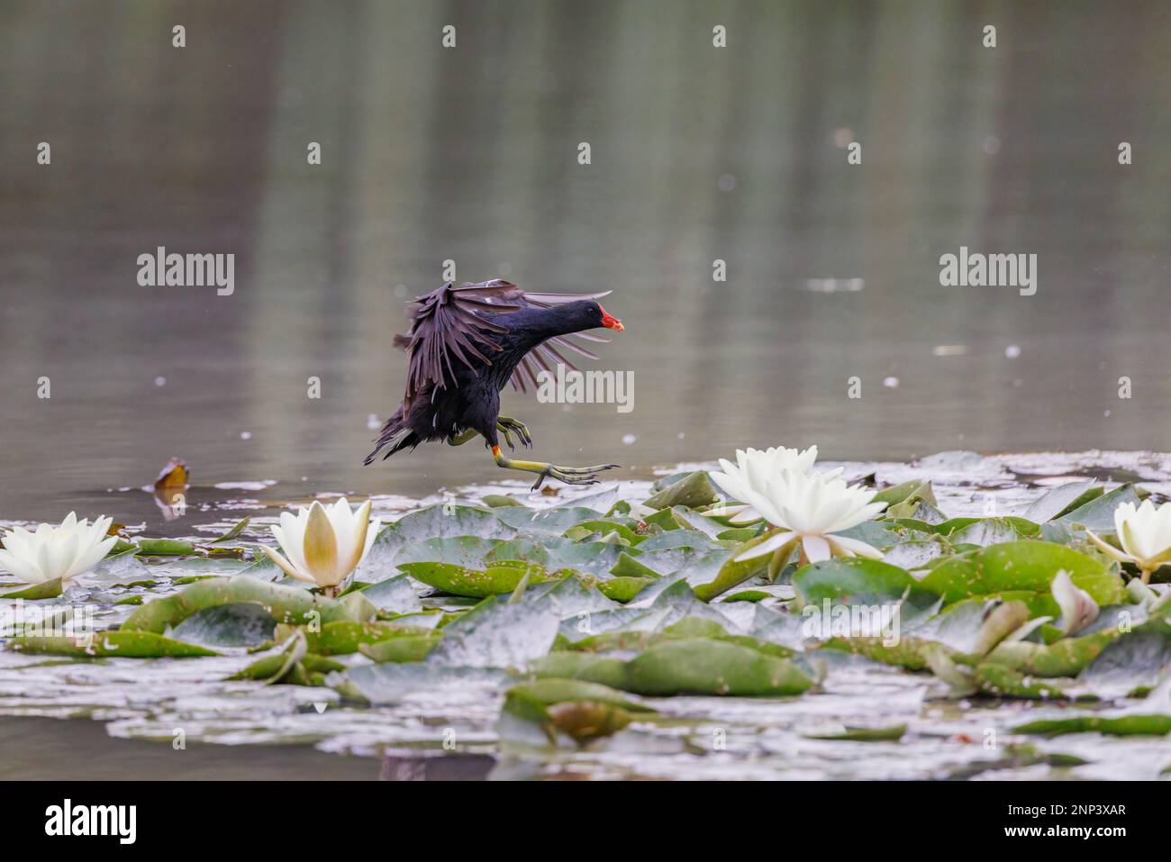 Flying moorhen hi-res stock photography and images - Alamy