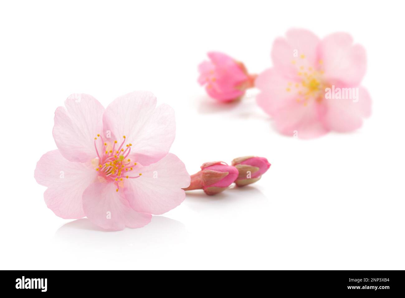 Japanese pink cherry blossom, flower petals, pure white background ...