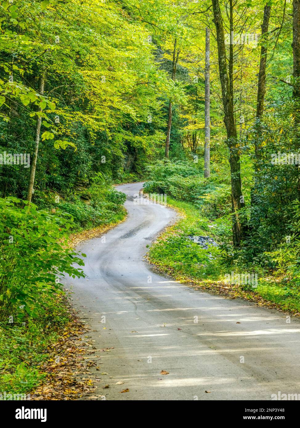 Road to Nuttallburg, New River Gorge National Park and Preserve, West ...