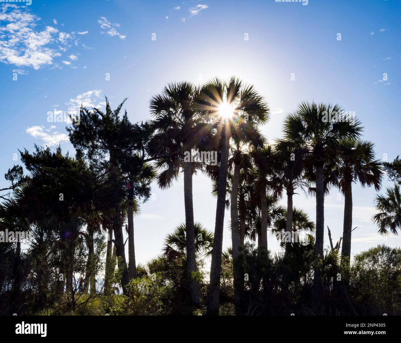 Palm Trees Silhouettes in Saint Marks National Wildlife Refuge, Saint ...