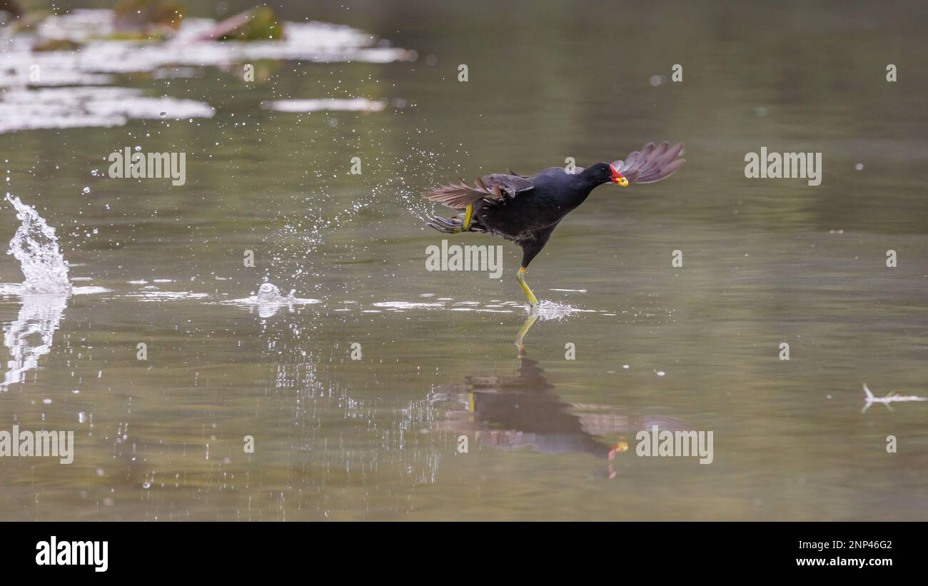 Moorhen [ Gallinula chloropus ] running across fishing lake with ...