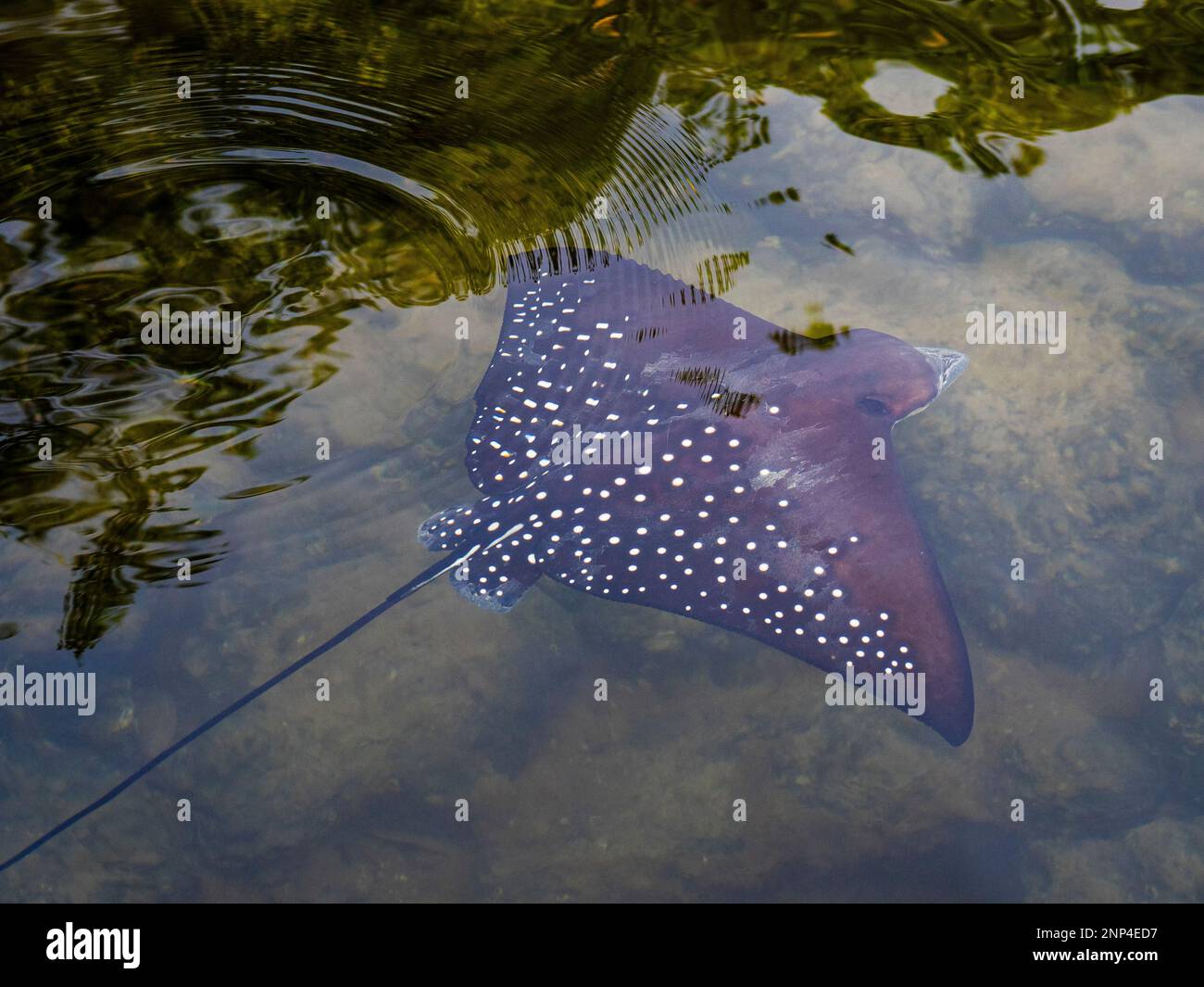 Spotted eagle ray, Black Turtle Cove, Galapagos, Ecuador Stock Photo ...