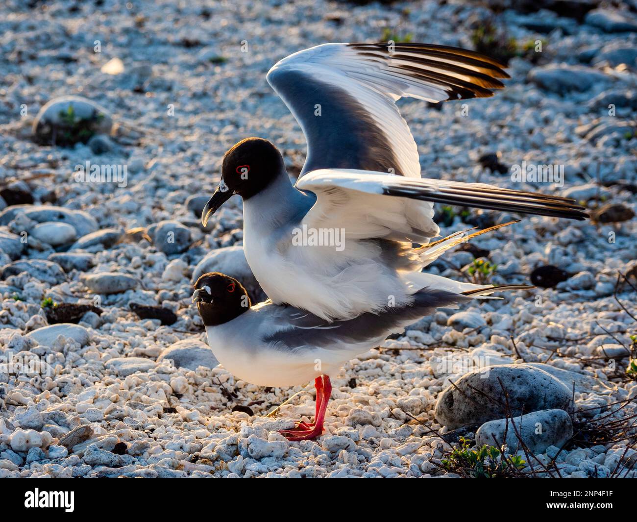 Swallow-tailed gulls mating on the beach at Darwin's Cove, Genovesa ...