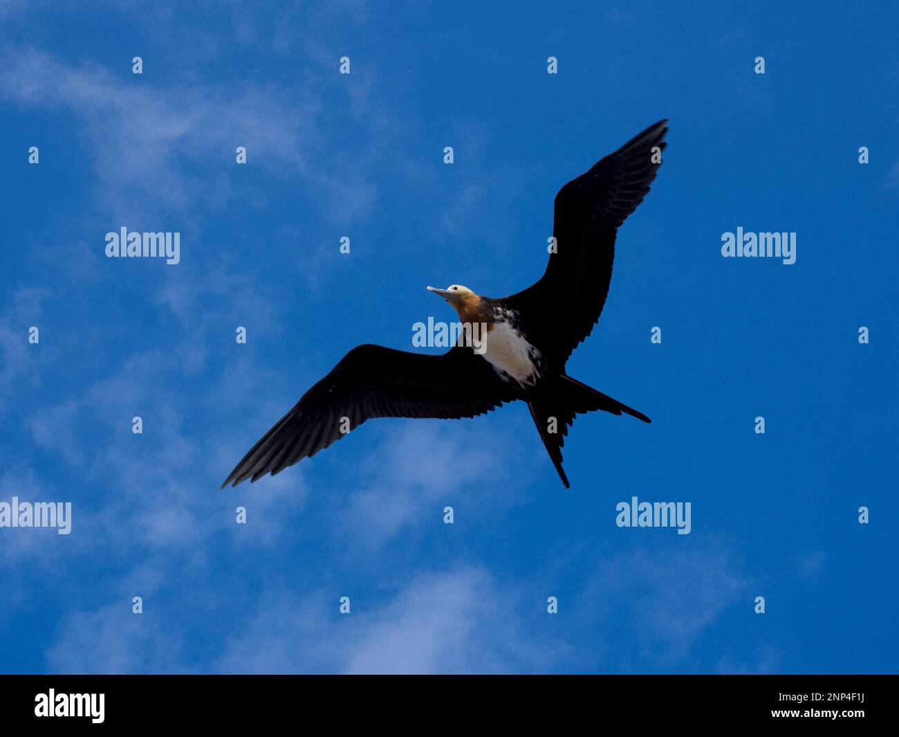 Low angle shot of Frigate bird flying, Genovesa Island, Galapagos ...