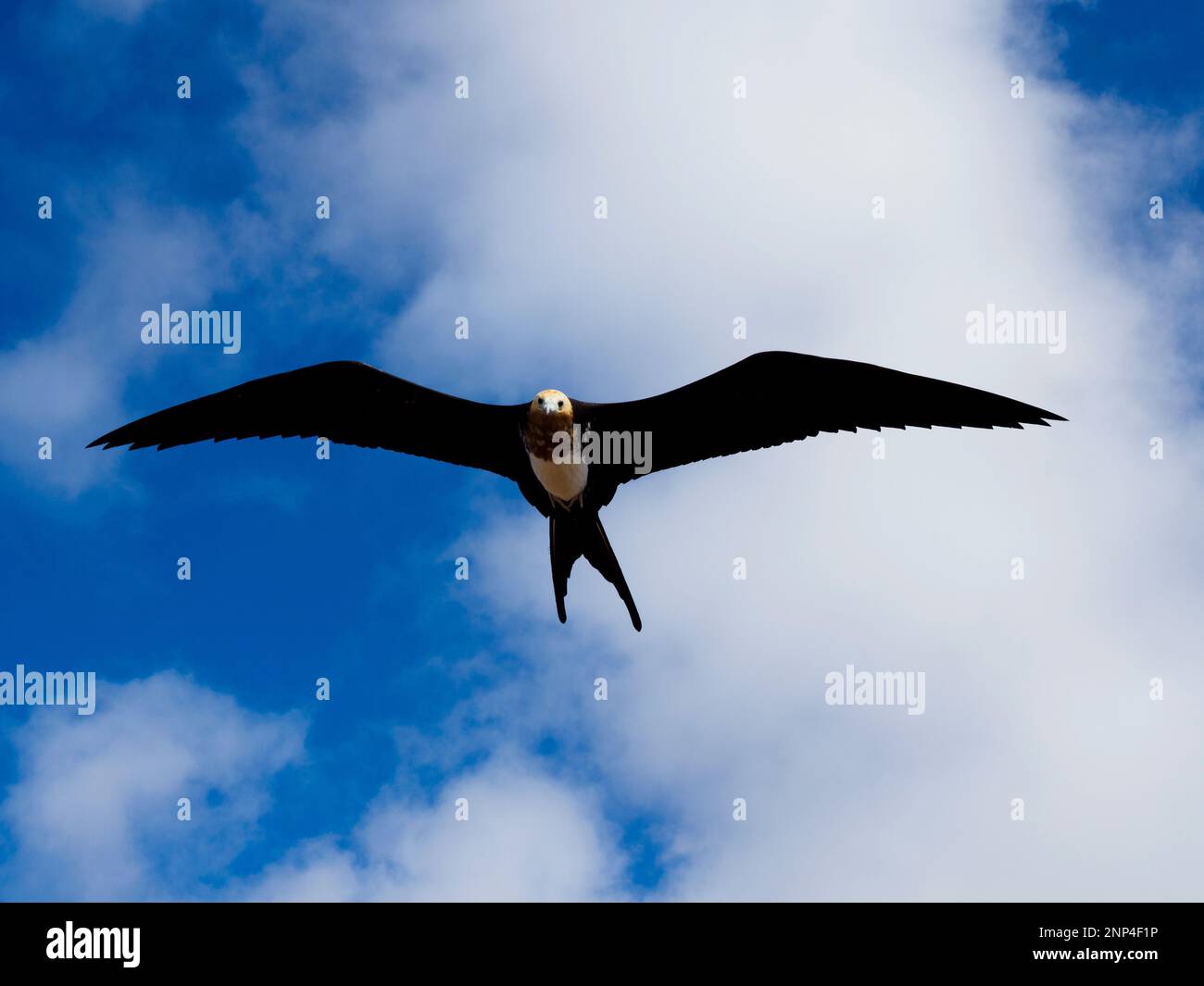 Low angle shot of Frigate bird flying, Genovesa Island, Galapagos ...