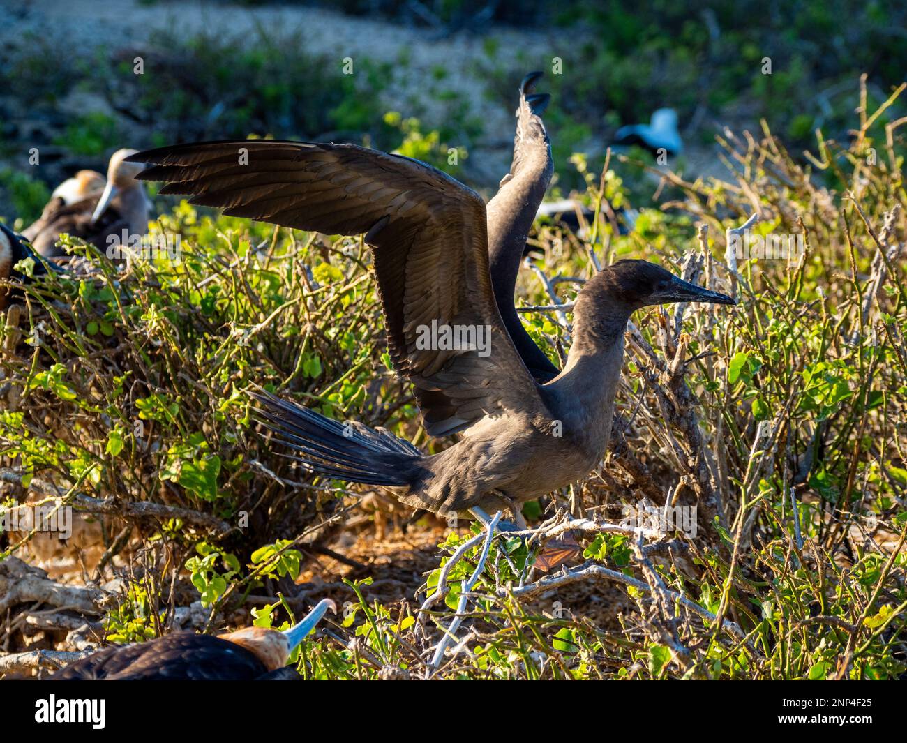 Red footed booby with spread wings, Darwin Cove, Genovesa Island ...