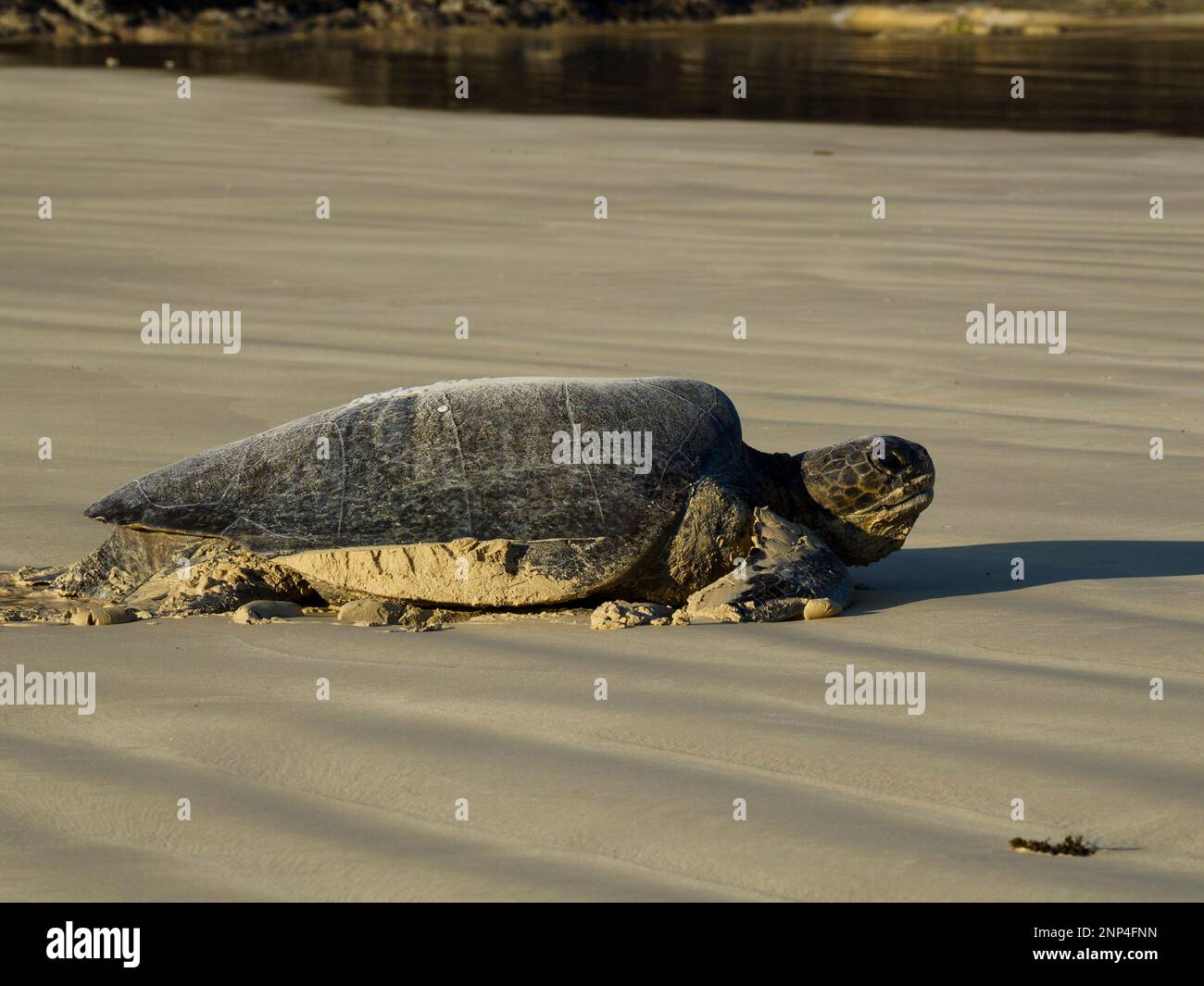 Sea turtle on beach, Floriana Island, Galapagos, Ecuador Stock Photo ...