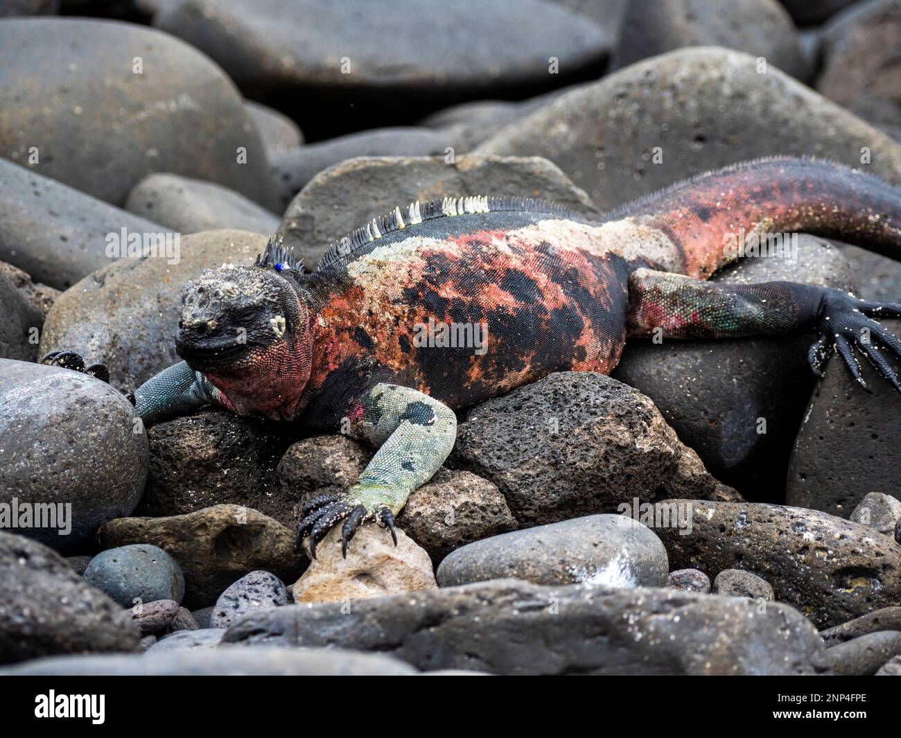Marine iguana, Espanola Island, Galapagos, Ecuador Stock Photo - Alamy