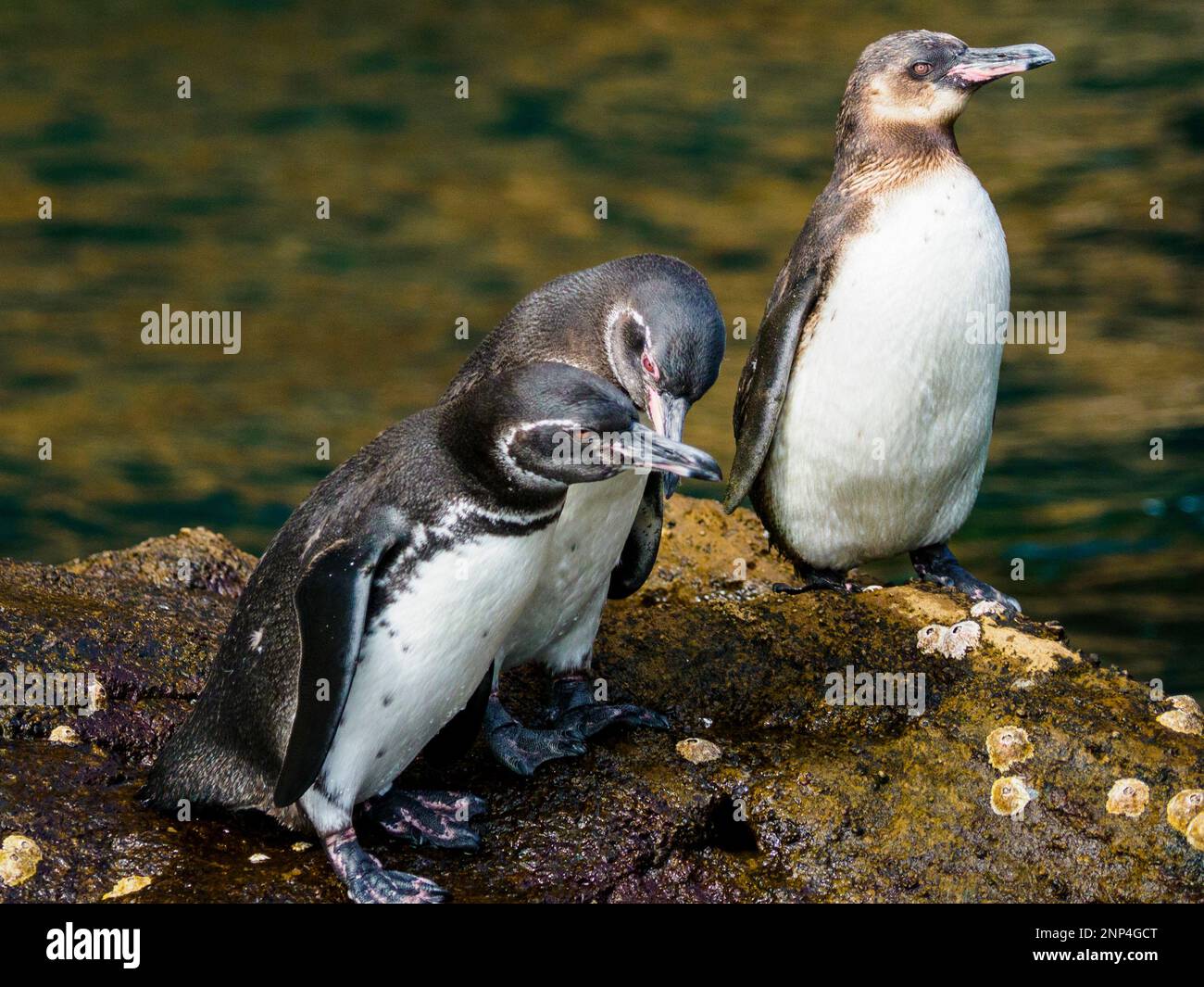 Penguins on rock, near Puenta Morena, Isabela Island, Galapagos ...