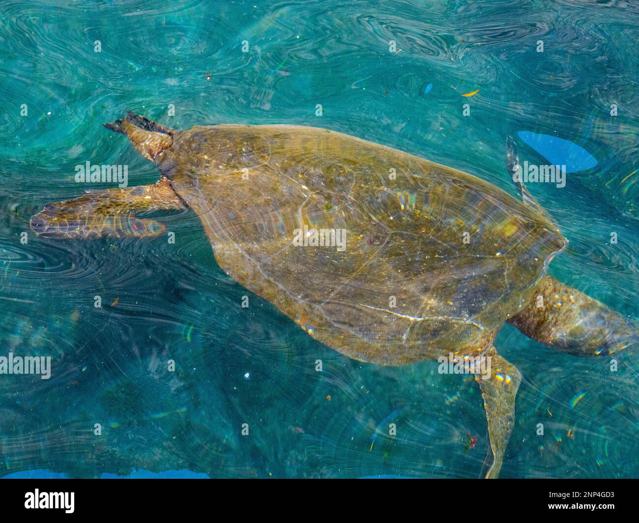 Sea turtle, near Punta Vincente Roca, Isabela Island, Galapagos ...