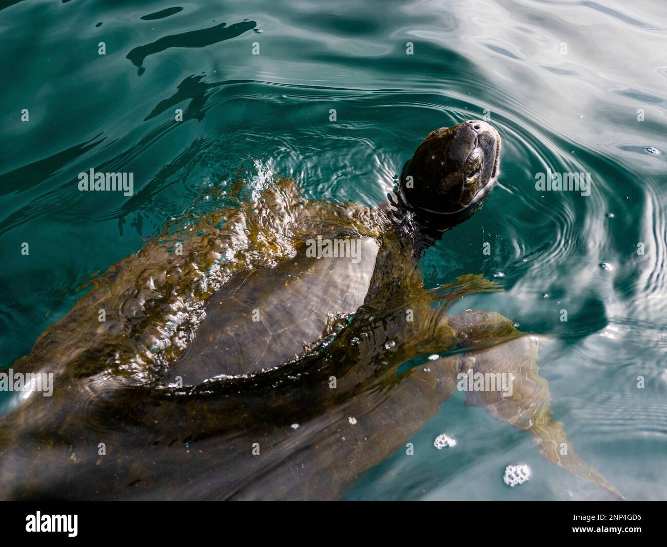 Sea turtle, near Punta Vincente Roca, Isabela Island, Galapagos ...