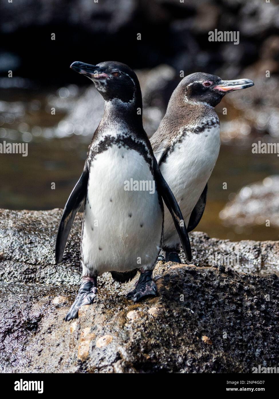 Penguins on rock, near Puenta Morena, Isabela Island, Galapagos ...