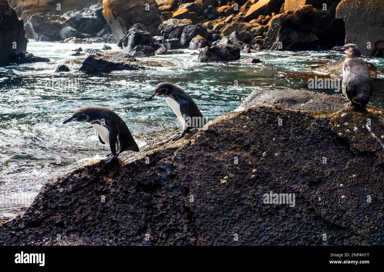 Penguins on rock hi-res stock photography and images - Alamy
