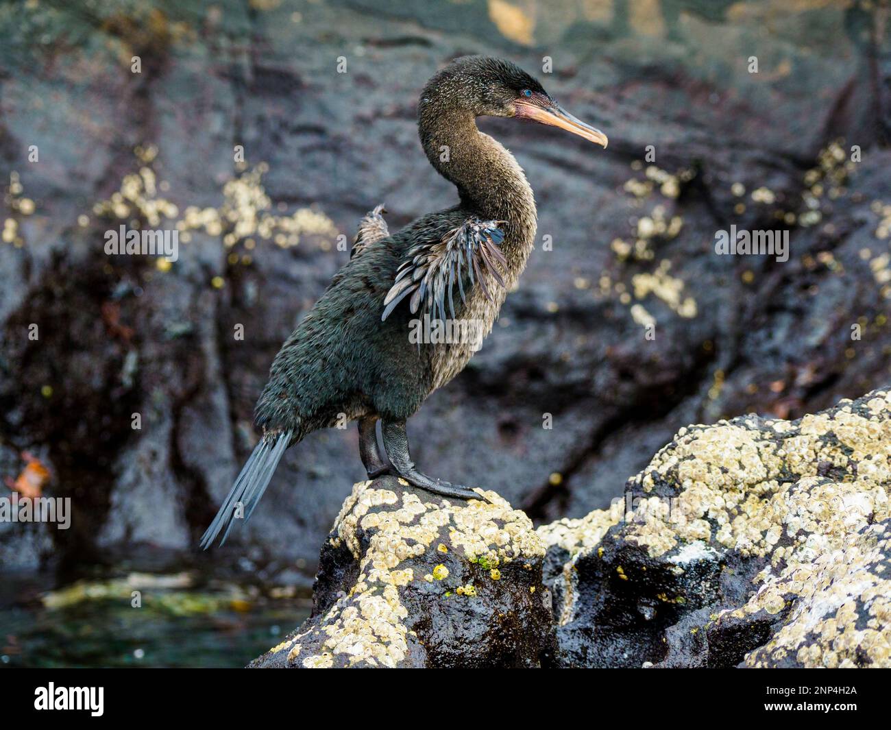 Flightless cormorant, near Punta Vincente Roca, Isabela Island ...