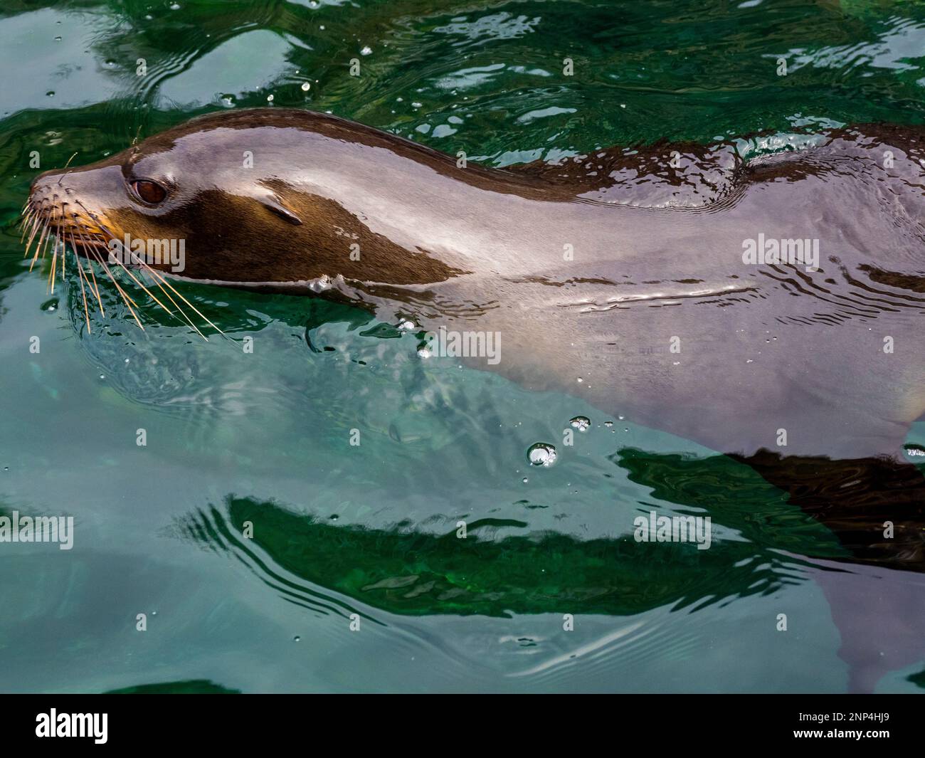 Sea lion swimming in sea, Punta Vincente Roca, Isabela Island ...