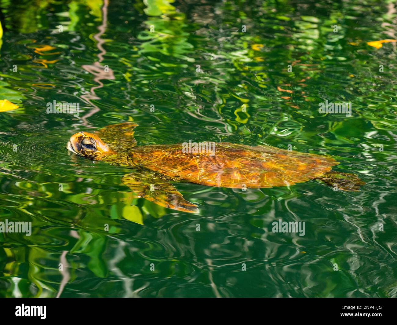 Sea turtle near Elizabeth Bay, Isabela Island, Galapagos, Ecuador Stock ...